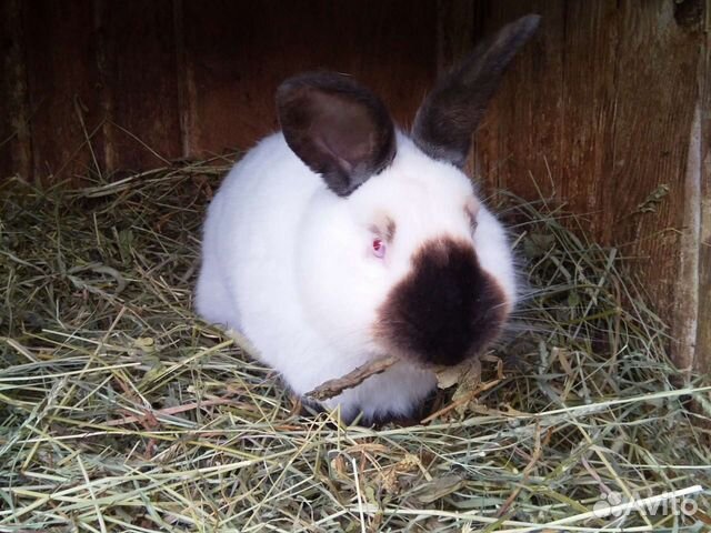 Самец на племя