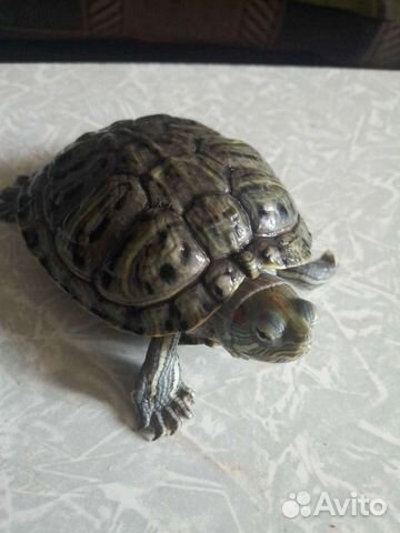 Красноухая черепаха