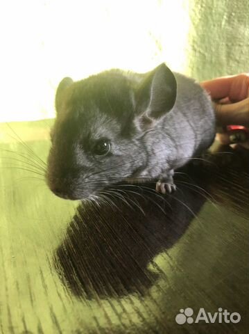 Продам шиншиллёнка