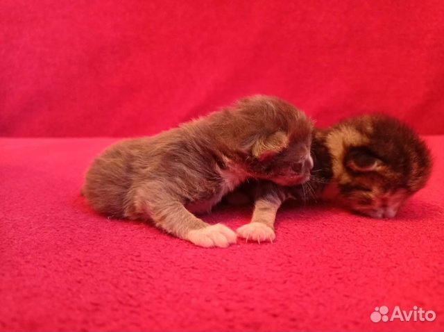 Котята в добрые руки бесплатно, слепые, нашли сего