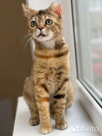 Котодети из приюта ищут своих родителей