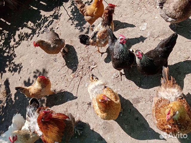 Куры и петушки