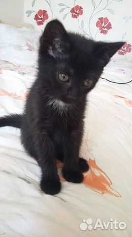 Котята в добрые руки бесплатно