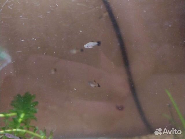 Рыбки меченосцы