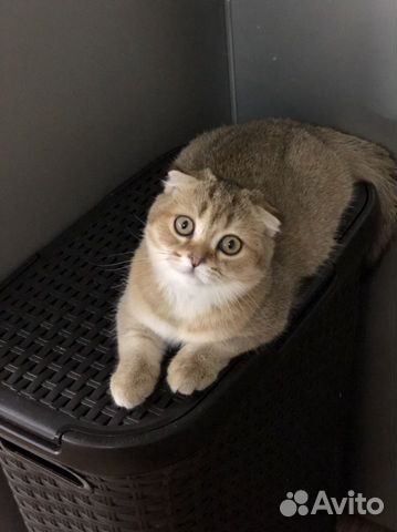 Шотландская вислоухая кошечка