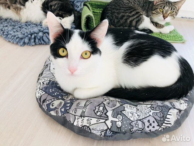 Чёрно-белая кошечка, милашка