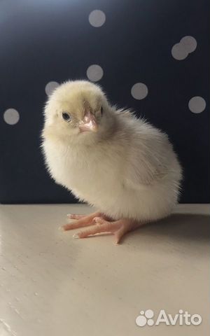 Цыплята брама суточные