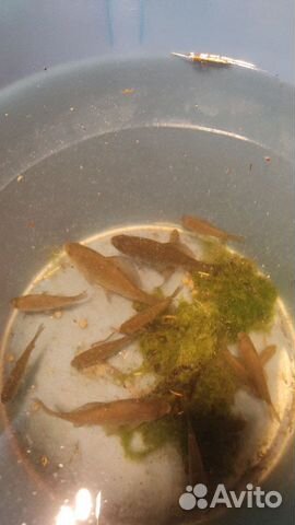 Карась золотой красный