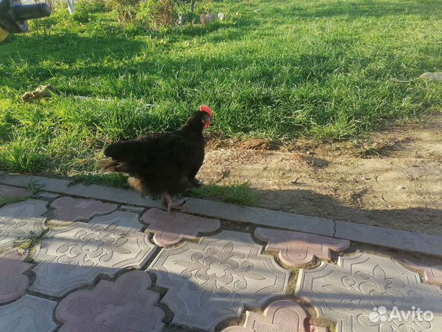 Петушки маран черно-медный (2,5 месяца)