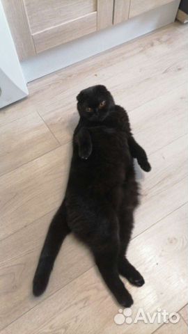 Шотландская вислоухая кошка бесплатно