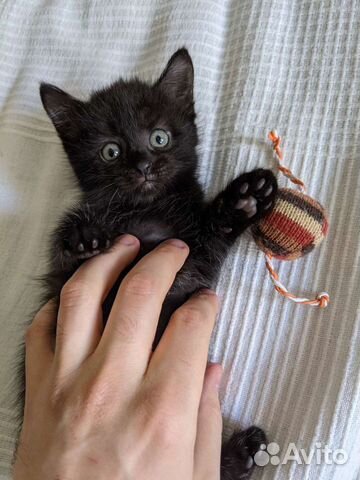 Котёнок-медвежонок (чёрная кошечка котик)