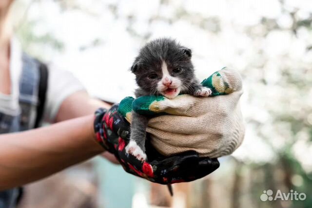 Домашние животные бесплатно