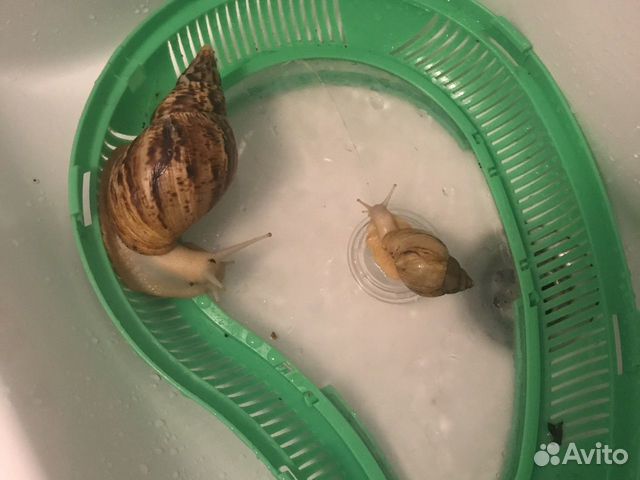 Улитка Ахатина