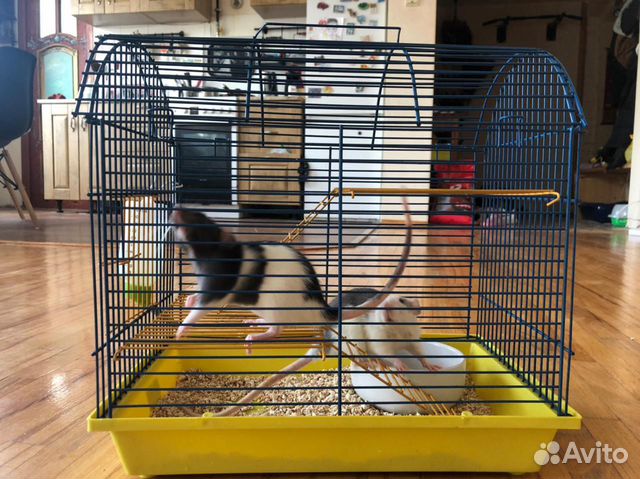 Крыса дамбо с клеткой