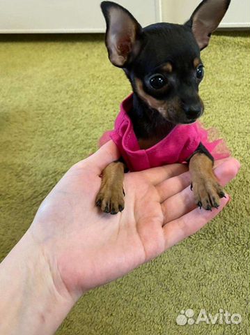 Русский той-терьер