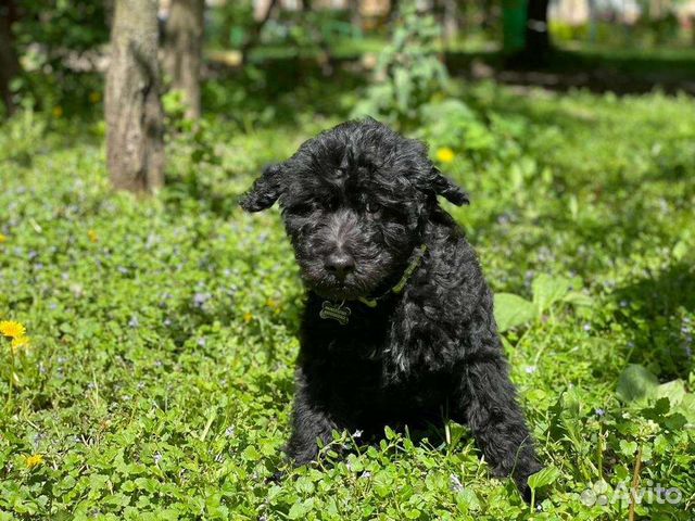 Маленькое чудо в добрые руки