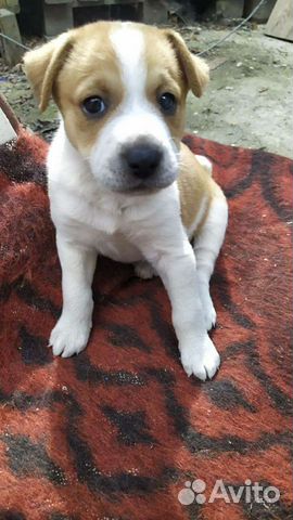 Отдам бесплатно добрым, любящим хозяевам