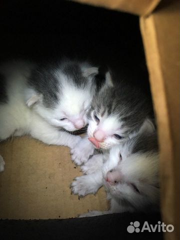Котики ищут любящих родителей