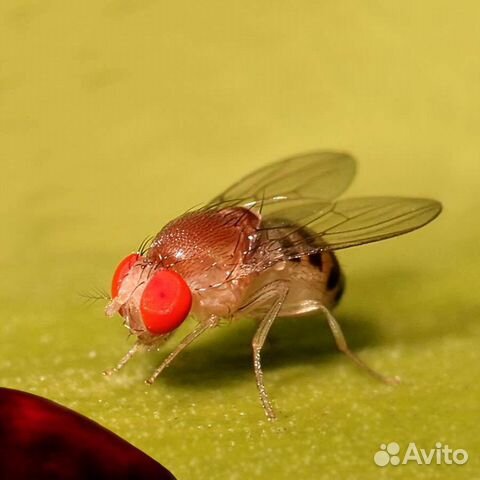Муха дрозофила
