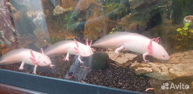 Аксолотли альбиносы