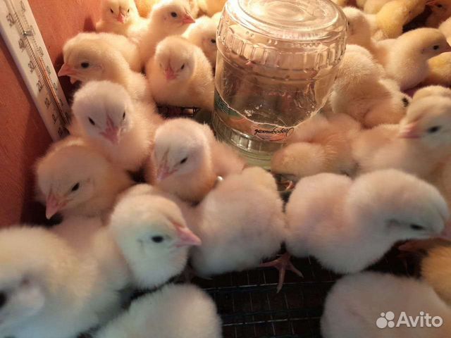 Цыплята бройлеры кобб 500