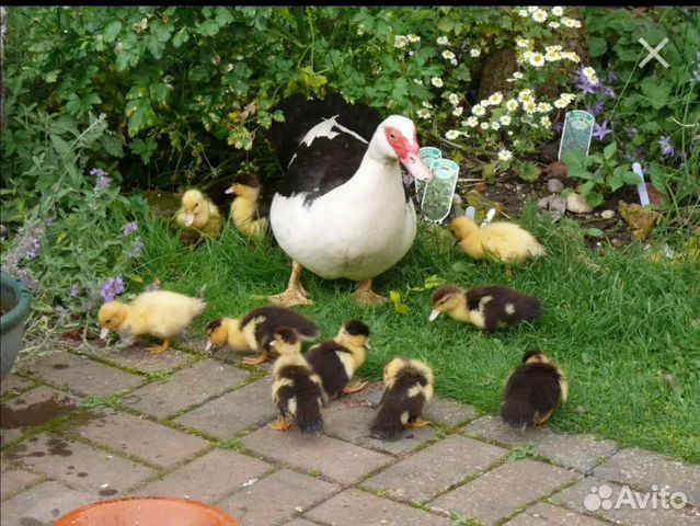 Продам утей шептунят