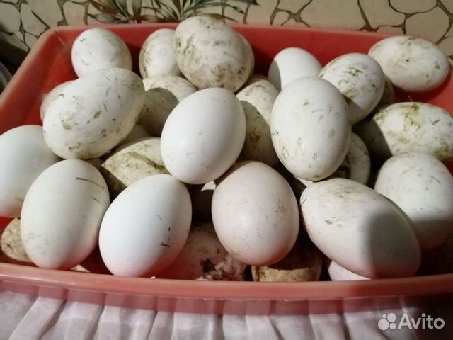 Яйца гусиные инкубационные