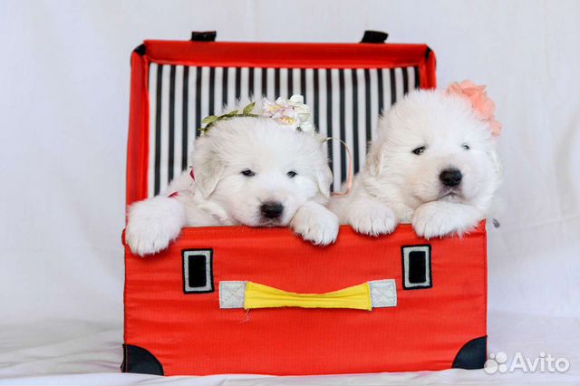 Собаки щенки Маремма Абруцкая овчарка