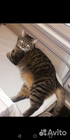 Пушистик потеряшка