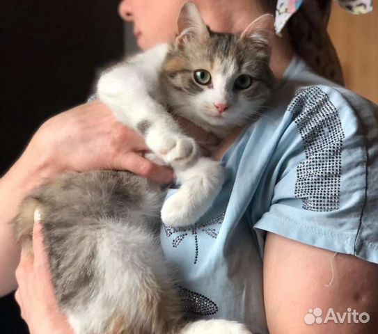 Котёнок, котики в добрые руки, девочка Адель