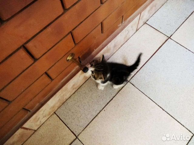 Котенок подкинули