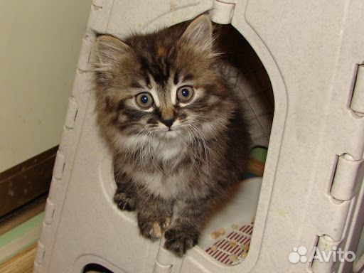Котята девочки
