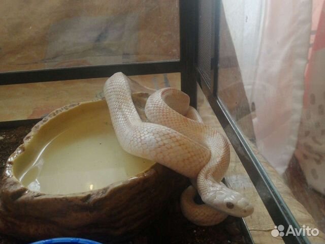 Змея маисовый полоз+террариум