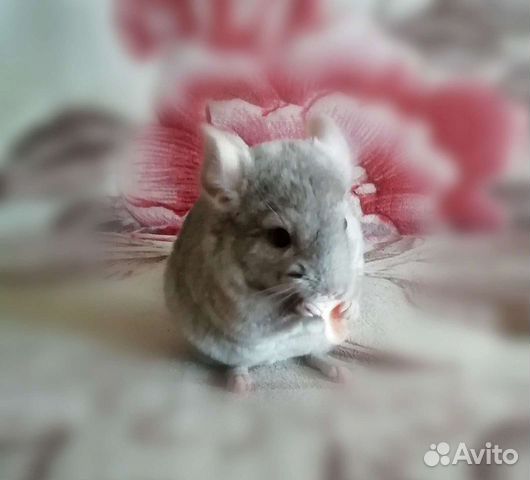 Шиншилла
