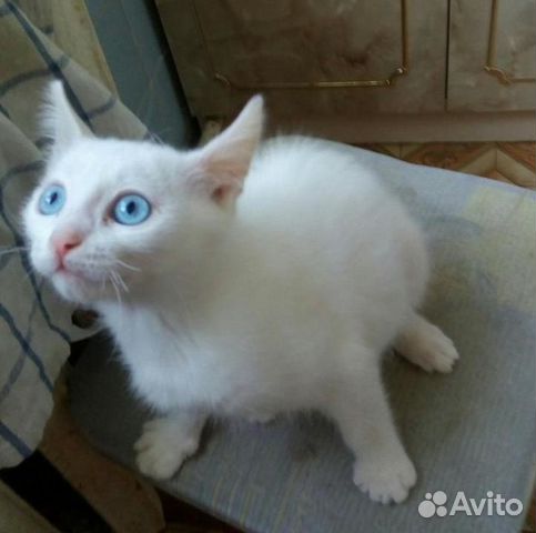 Продаю котенка (мальчик)