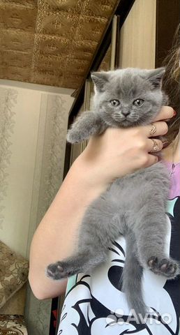 Британская кошка