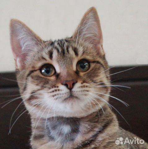 Спокойный и ласковый котенок, 5 месяцев