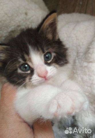 Котенок Василий в добрые руки