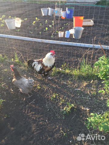 Петух Фавероль