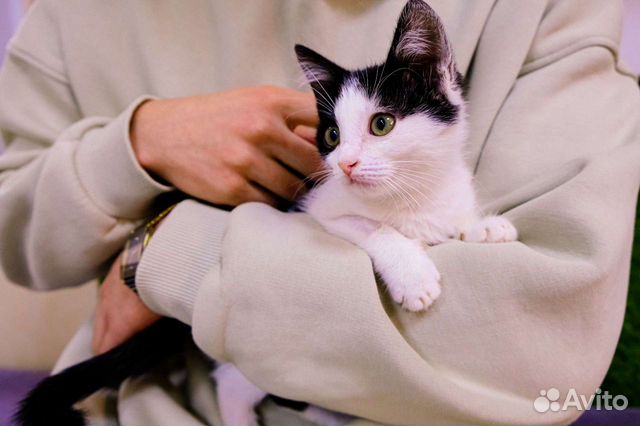 Котёночек в добрые руки