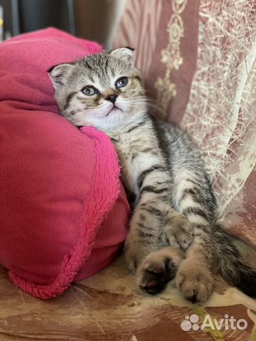 Шотландский вислоухий мальчик