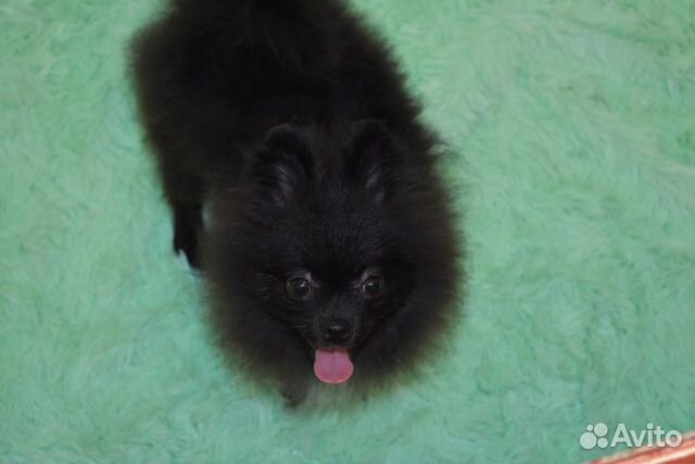 Шпиц - чудо малыш в любящие руки