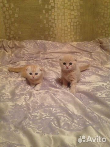 Шотландские вислоухие котята