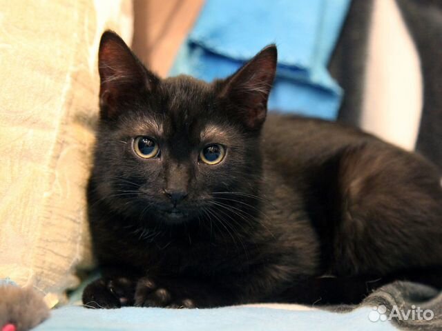 Котенок в добрые руки