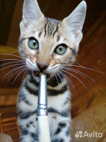 Бенгальские котята