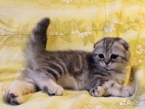 Шотландские вислоухие котята