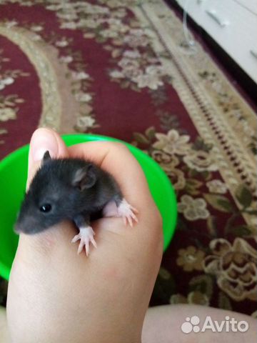 Крысятки дамбо