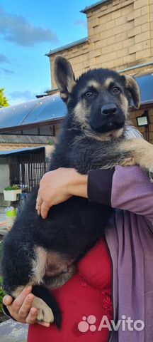 Продаются щенки Восточноевропейской овчарки(вео)