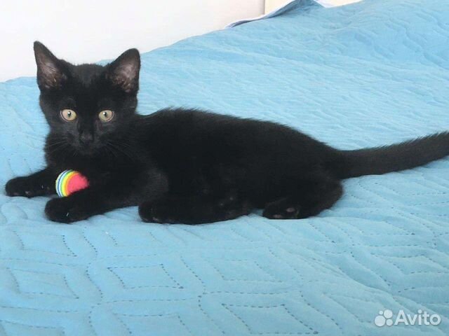 Котёнок Марсик, 3м