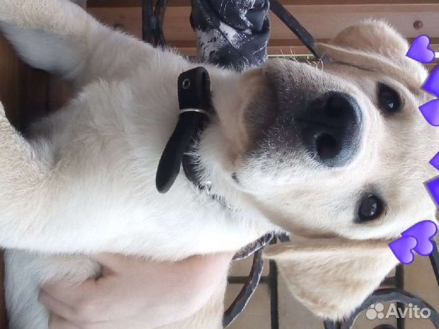 Продам лабрадора